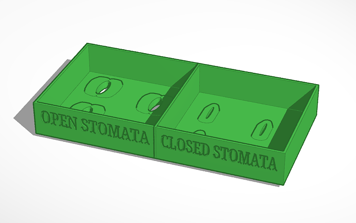3D design Stomata Model | Tinkercad