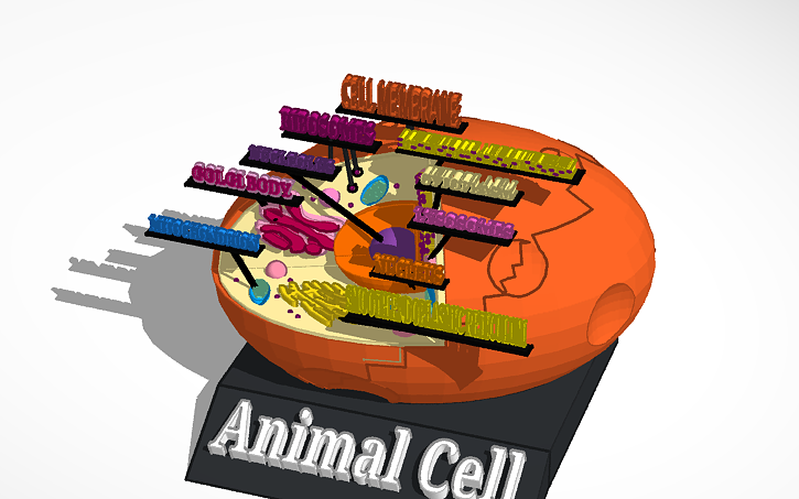 3D design animal cell - Tinkercad
