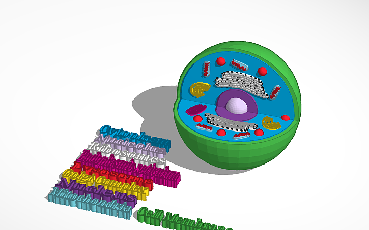 3D design Biology proyect - Tinkercad