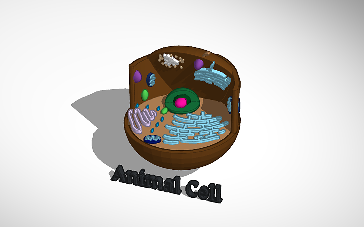 3D design Animal Cell - Tinkercad