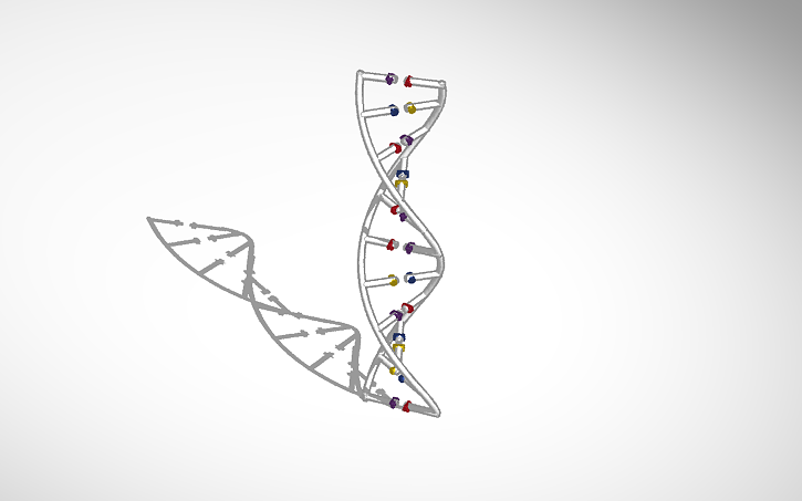 3D design DNA Model - Tinkercad