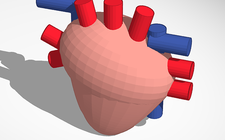 3D design human heart - Tinkercad