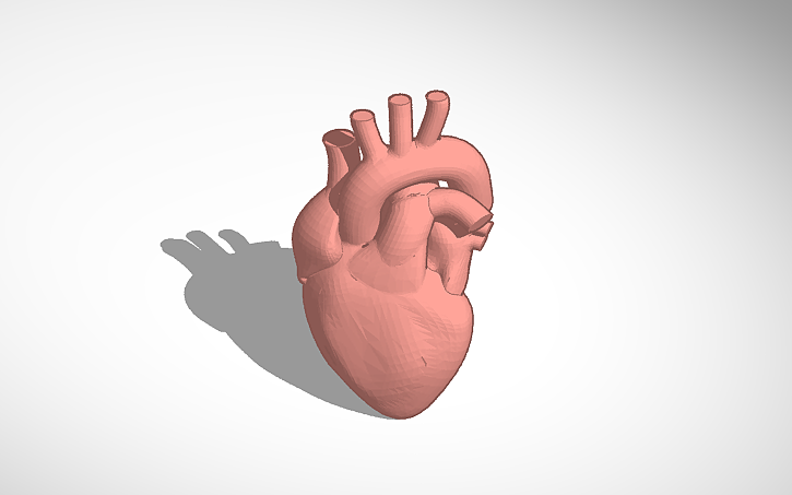 3D design Model of Human Heart - Tinkercad