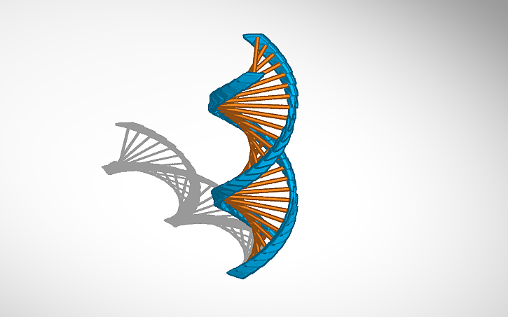 3D design (DNA) Deoxyribonucleic Acid | Tinkercad