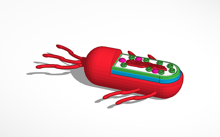 3D design Bacteria - Tinkercad