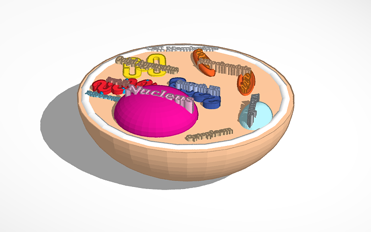 3D design Animal Cell | Tinkercad