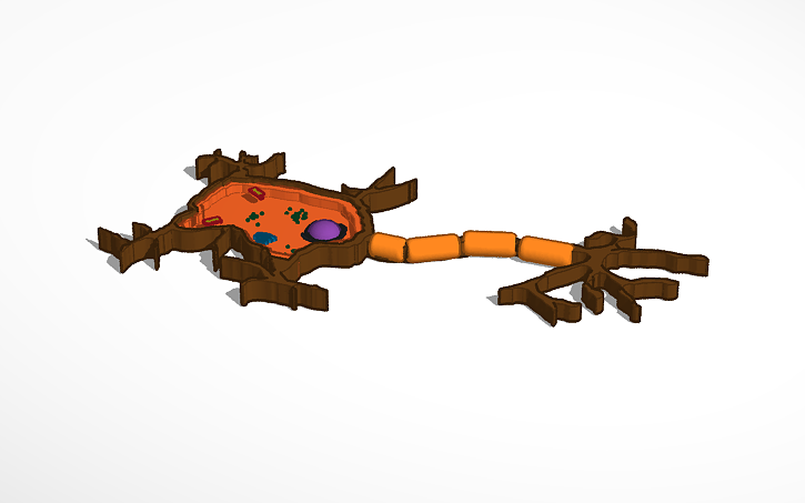 3D design Nerve Cell Diagram - Tinkercad