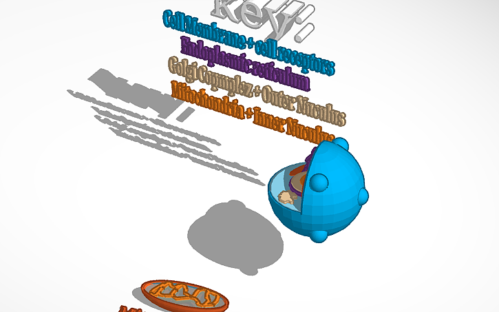 3D design Diagram of a Skin Cell and a Mitochondria | Tinkercad