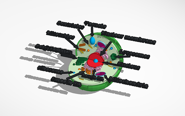 3D design Biology project - Tinkercad
