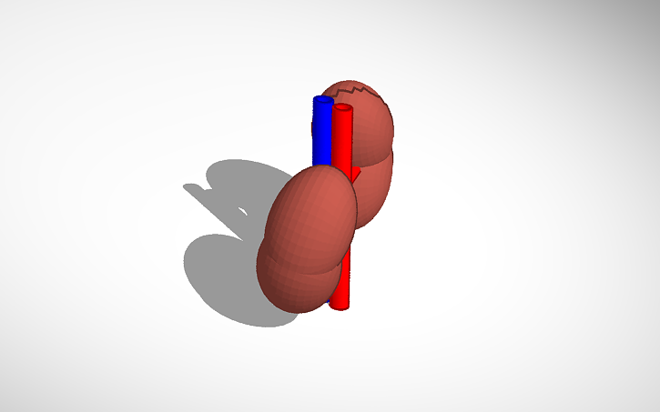 3D design Kidney - Tinkercad
