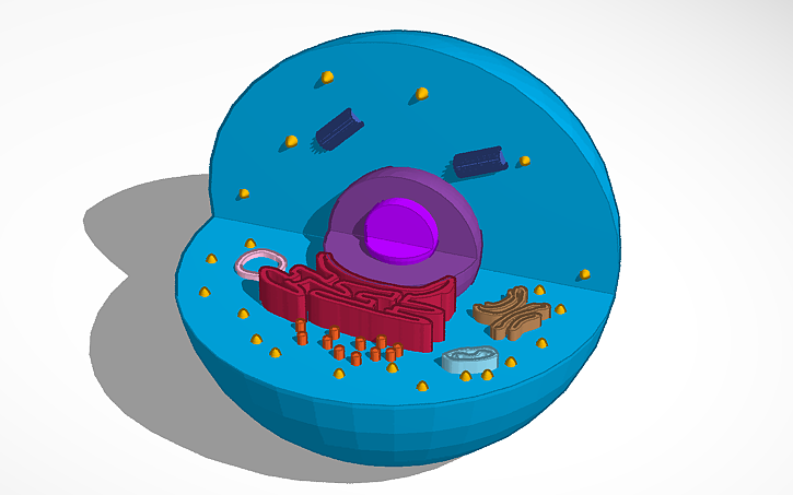 3D design Cell Model: Animal | Tinkercad