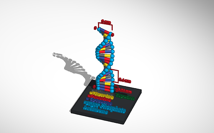 3D design dna model - Tinkercad