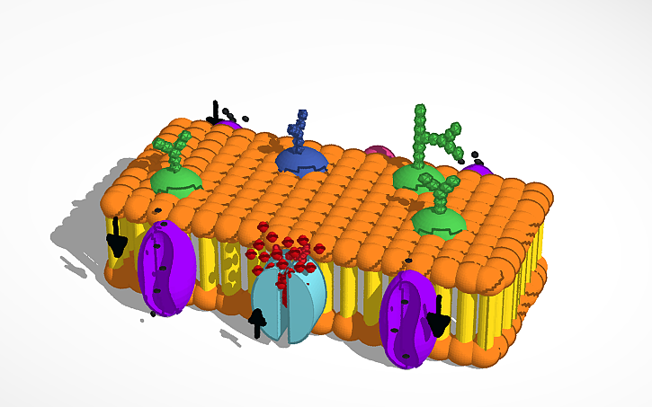 3D design Jasir Green - Cell membrane Project - Tinkercad