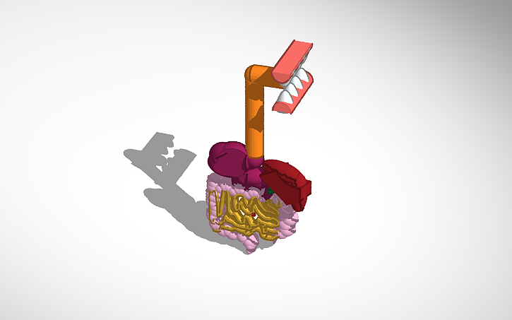 3D design Digestive Track - Tinkercad