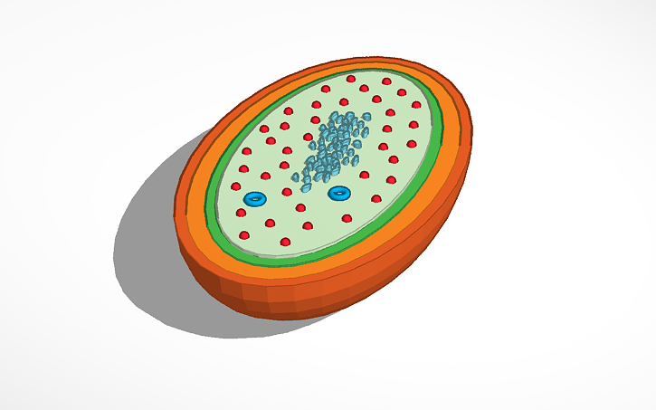 3D design Prokaryotic cell - Tinkercad