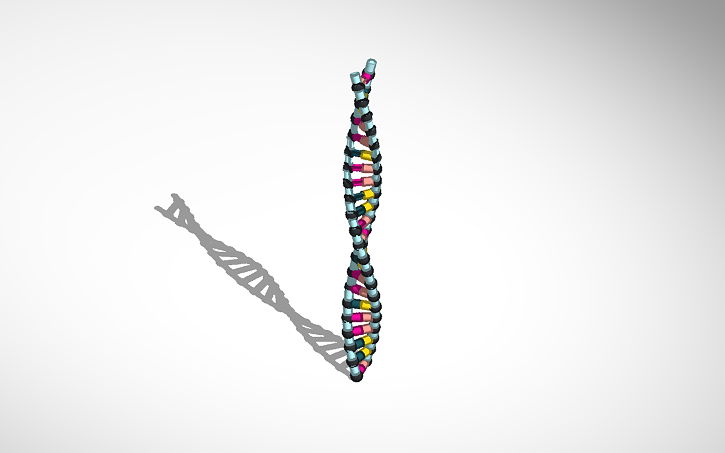 3D design DNA | Tinkercad