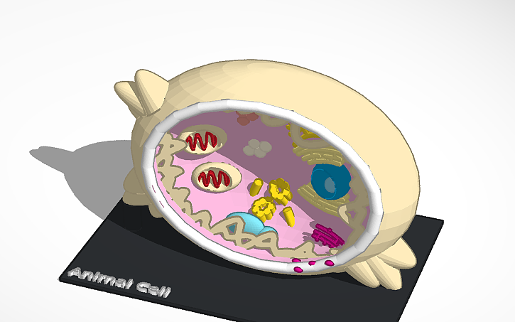 3D design Animal Cell Model - Tinkercad