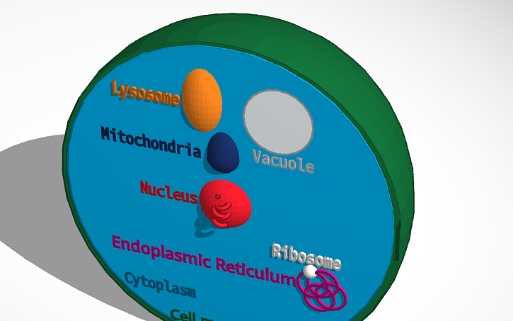 3D design Science - Animal Cell - Tinkercad