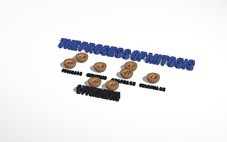 3D design Science Mitosis Model - Tinkercad