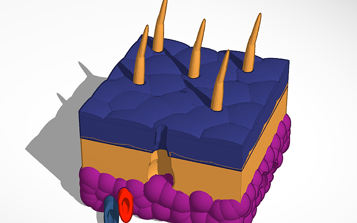 3D design Copy of Skin Model - Tinkercad