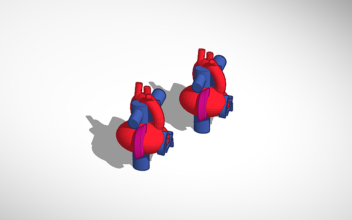 3D design human heart - Tinkercad