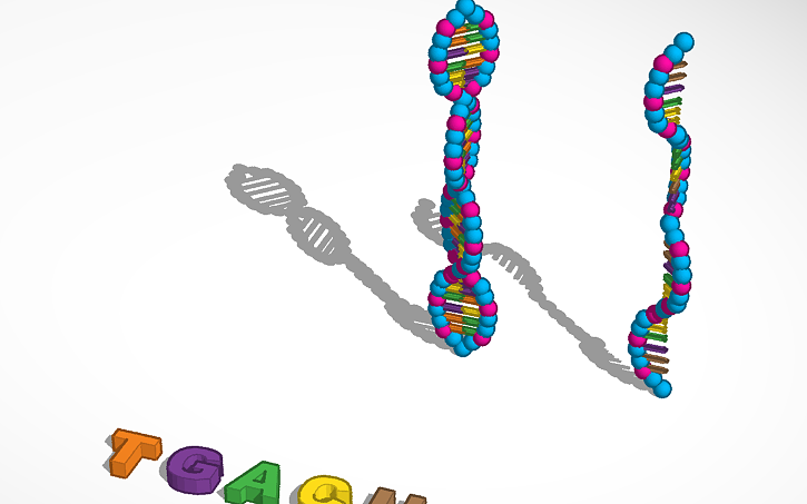 3D design DNA & RNA - Tinkercad