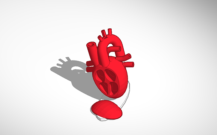 3D design Dissected Heart - Tinkercad