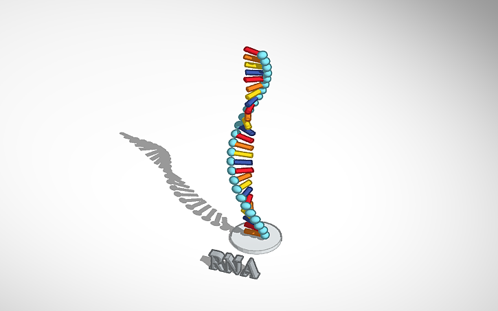 3D design RNA | Tinkercad