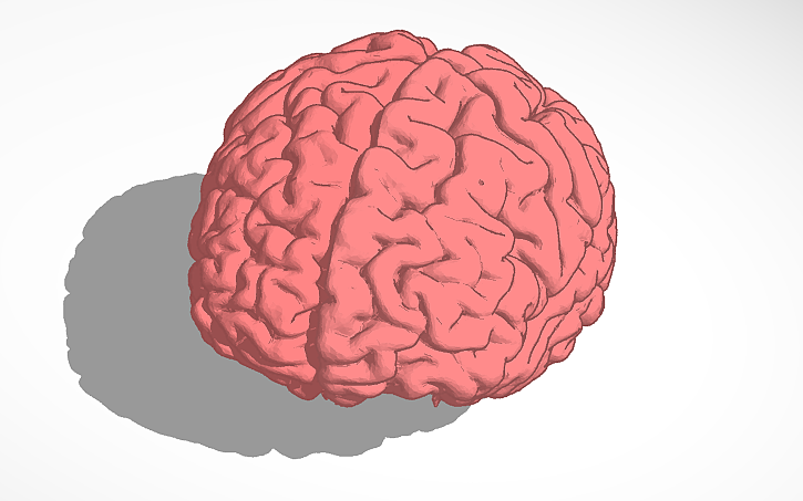 3D design BRAIN MODEL (normal) - Tinkercad
