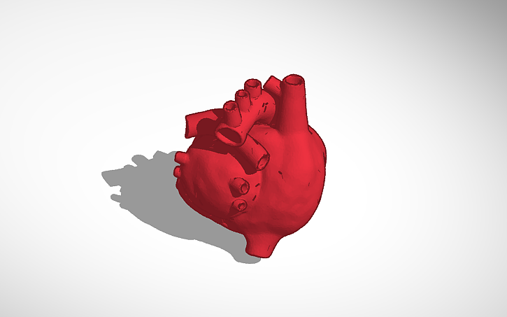 3D design Anatomical heart (Do not view if you find disturbing) - Tinkercad