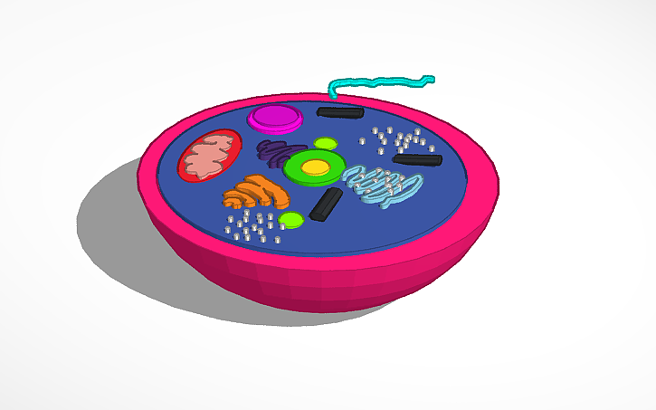 3D design Samantha Brown Animal Cell | Tinkercad