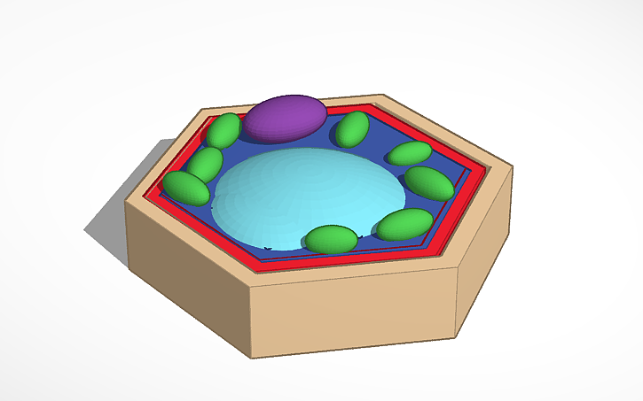 3D design plant cell - Tinkercad