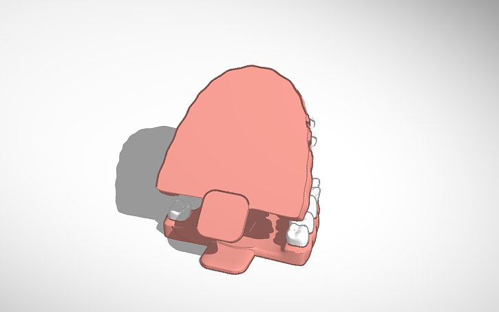 3D design Copy of Upper Jaw and Teeth - Tinkercad