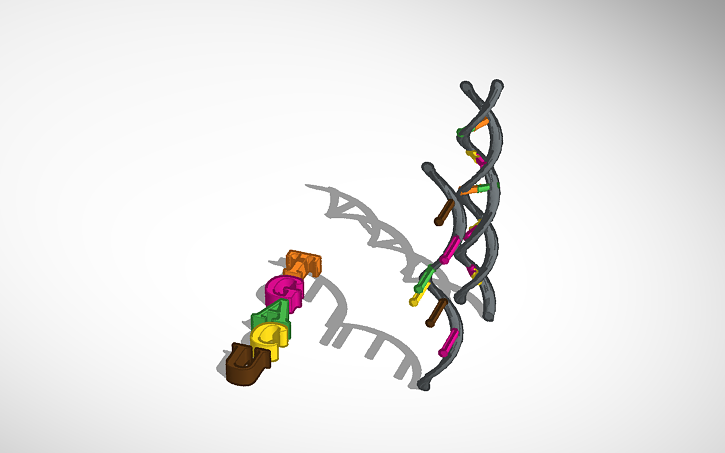 3D design DNA and RNA - Tinkercad