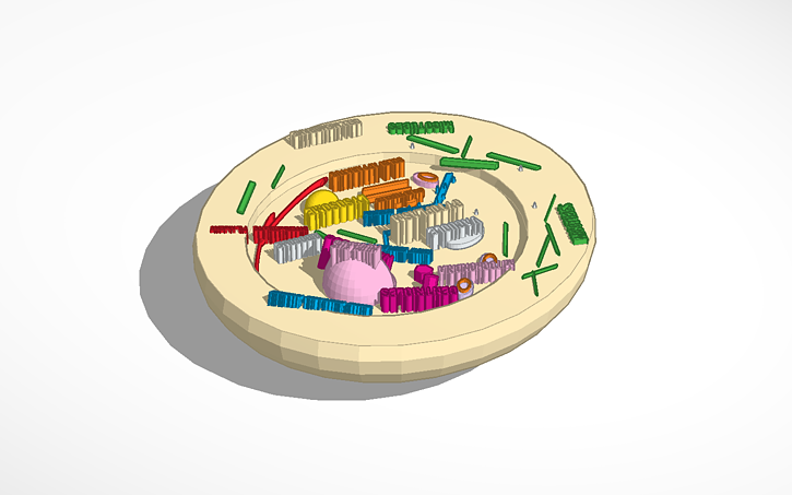 3D design Animal Cell by oliver soo | Tinkercad