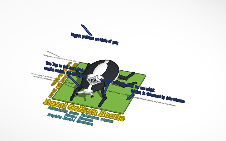 3D design Royal Goliath Beetle - Tinkercad
