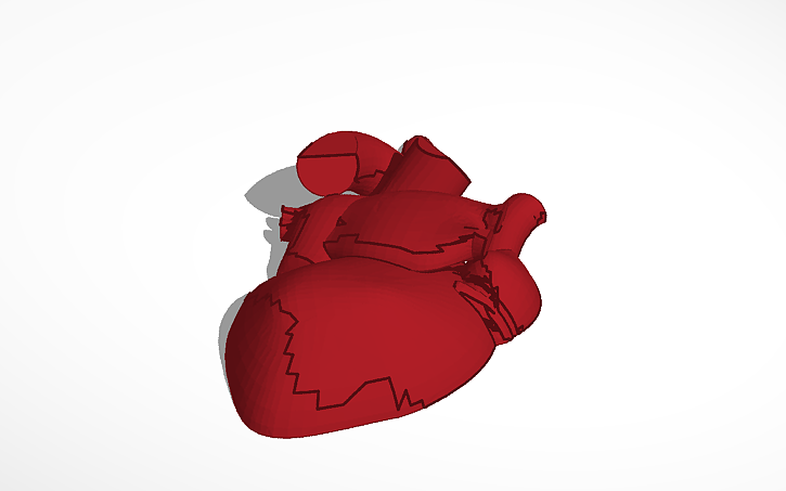 3D design Heart | Dissected | Tinkercad