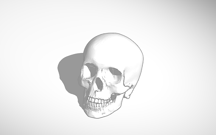 3D design #144- İnsan Kafatası - Tinkercad