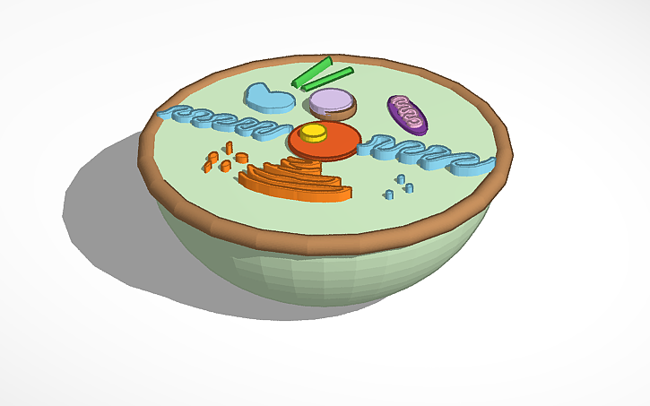 3D design The Final Product of 3D Model of the Animal Cell | Tinkercad
