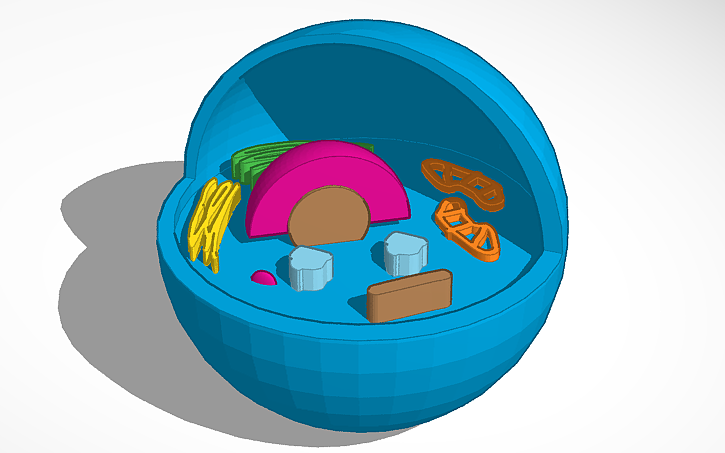 3D design Cell Model - Tinkercad