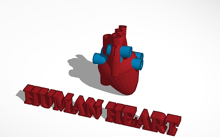 3D design Human heart - Tinkercad