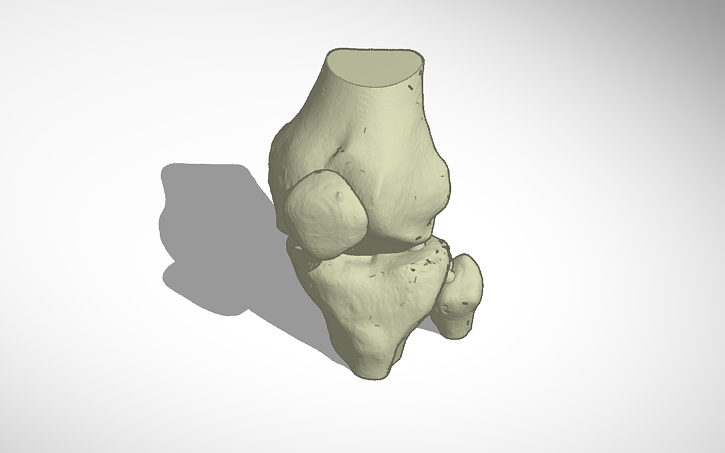 3D design human knee bone - Tinkercad