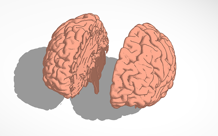 3d Design Brain Model Tinkercad