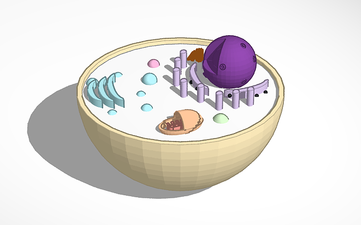 3D design 生物細胞模型(動物模型) - Tinkercad