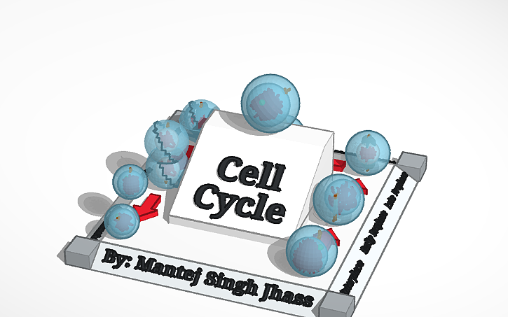 3D design Cell Cycle Project, Science 9 - Tinkercad