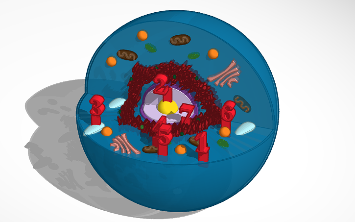 3D design animal cell - Tinkercad