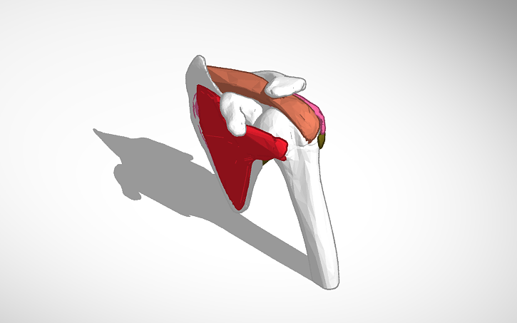 3D design Usask - Left shoulder model | Tinkercad