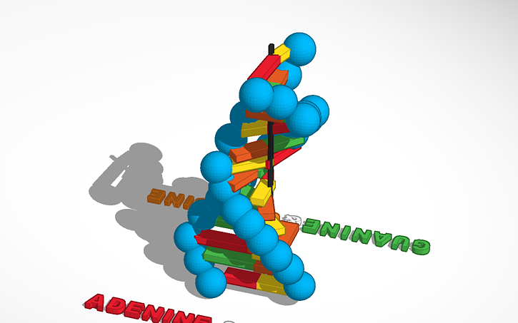3D design DNA 3-D Model Biology Project | Tinkercad