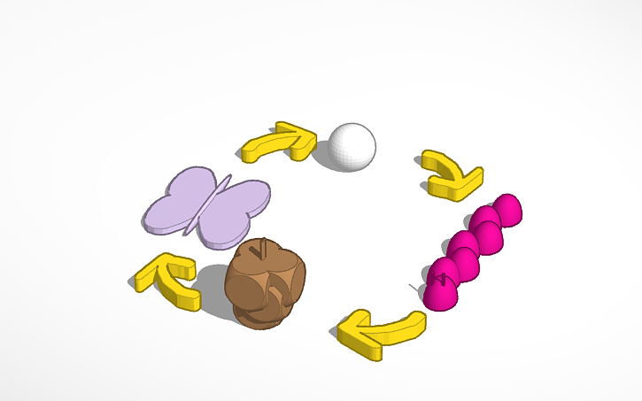 3D design Butterfly Life Cycle - Tinkercad