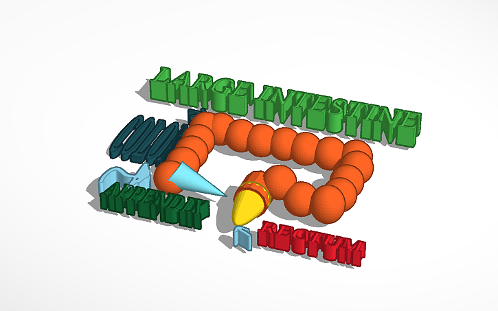 3D design Organ Model Project - Ananya Gourishetty (Large Intestine ...